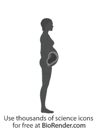 Free Pregnant mother (trimester 3) Icons, Symbols & Images | BioRender
