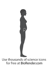 Free Pregnant mother (trimester 1) Icons, Symbols & Images | BioRender