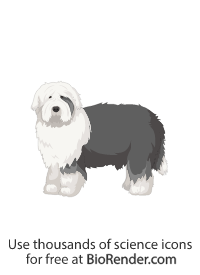 Free Dog (Old English Sheepdog) Icons, Symbols & Images | BioRender