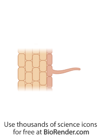 Free Root hair Icons, Symbols & Images | BioRender