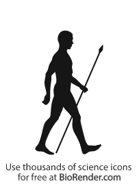 Free Human evolution (5. Homo sapiens) Icons, Symbols & Images | BioRender