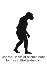 Free Human evolution (2. Australopithecus) Icons, Symbols & Images ...