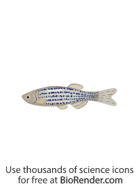 Free Zebrafish (leopard, male) Icons, Symbols & Images | BioRender