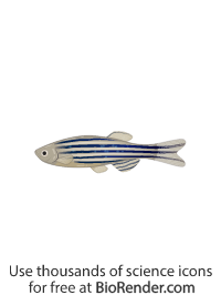 Free Zebrafish (male) Icons, Symbols & Images | BioRender
