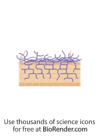 Free Ectomycorrhiza (longitudinal root cross-section) Icons, Symbols ...