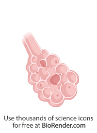 Free Alveoli cross section Icons, Symbols & Images | BioRender