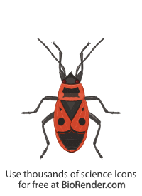 Free Firebug (Pyrrhocoris apterus) Icons, Symbols & Images | BioRender