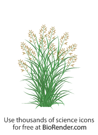 Free Switchgrass Icons, Symbols & Images | BioRender