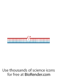 Free DNA (unwound, ssbreak, long) Icons, Symbols & Images | BioRender