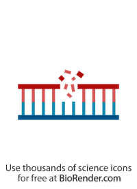 Free DNA (with Nucleotides) Icons, Symbols & Images | BioRender