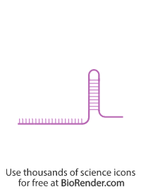 Free Single guided RNA (sgRNA) Icons, Symbols & Images | BioRender