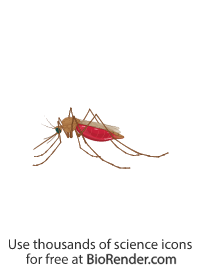 Free Mosquito (Anopheles) Icons, Symbols & Images | BioRender