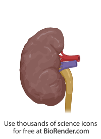 Free Kidney (chronic kidney disease) Icons, Symbols & Images | BioRender