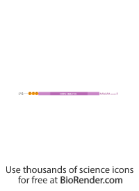 Free mRNA schematic Icons, Symbols & Images | BioRender