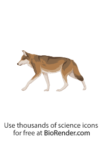 Free Red wolf (Canis lupus rufus) Icons, Symbols & Images | BioRender