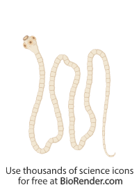 Free Taenia solium (adult) Icons, Symbols & Images | BioRender