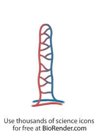 Free Intestinal villus vasculature (capillaries) Icons, Symbols ...