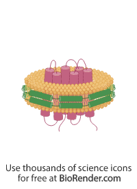 Free Nanodisc Icons, Symbols & Images | BioRender