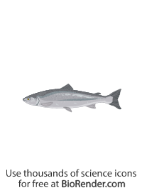 Free Salmon (Atlantic) Icons, Symbols & Images | BioRender
