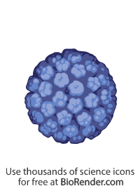 Free JC Polyomavirus Icons, Symbols & Images | BioRender