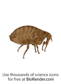 Free Flea Icons, Symbols & Images | BioRender