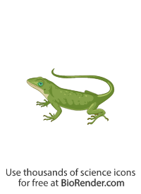 Free Lizard Icons, Symbols & Images | BioRender