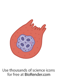 Free P. ovale (2. Trophozoites) Icons, Symbols & Images | BioRender