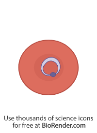 Free P. vivax (1. Ring form) Icons, Symbols & Images | BioRender