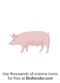 Free Pig Icons, Symbols & Images | BioRender