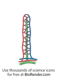 Free Intestinal villus vasculature (increased) Icons, Symbols & Images ...