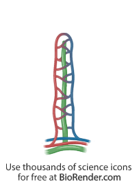 Free Intestinal villus vasculature Icons, Symbols & Images | BioRender