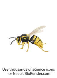 Free Wasp Icons, Symbols & Images | BioRender