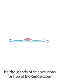 Free Mammalian conceptus (non-human, filamentous) Icons, Symbols ...