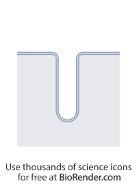 Free Membrane (bilayer, t-tubule) Icons, Symbols & Images | BioRender