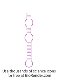 Free RNA (small nucleolar) Icons, Symbols & Images | BioRender