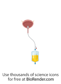 Free Foley catheter in bladder Icons, Symbols & Images | BioRender