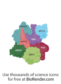 Free Arp2/3 Complex Icons, Symbols & Images | BioRender