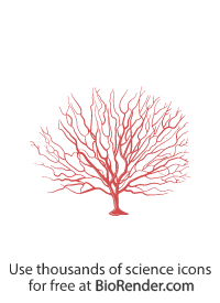 Free Fan coral Icons, Symbols & Images | BioRender