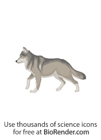 Free Grey wolf Icons, Symbols & Images | BioRender