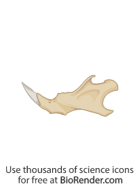 Free Mouse mandible Icons, Symbols & Images | BioRender