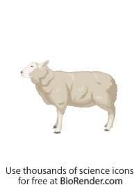 Free Sheep Icons, Symbols & Images | BioRender