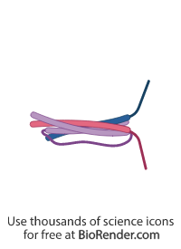 Free SNAREs (v-t-snare complex) Icons, Symbols & Images | BioRender