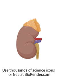 Free Kidney (right, with adrenal gland) Icons, Symbols & Images | BioRender