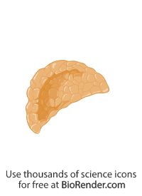 Free Adrenal gland (left) Icons, Symbols & Images | BioRender