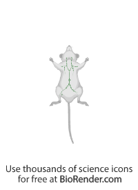 Free Mouse (supine, with lymphatic system) Icons, Symbols & Images ...