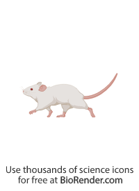 Free Mouse (running) Icons, Symbols & Images | BioRender