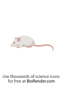 Free Mouse (lateral 2) Icons, Symbols & Images | BioRender