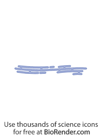 Free Smooth endoplasmic reticulum (2D, tubular) Icons, Symbols & Images ...