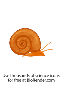 Free Freshwater snail (Biomphalaria) Icons, Symbols & Images | BioRender