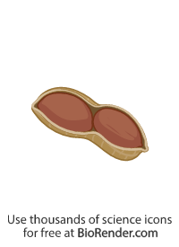 Free Peanuts (open shell) Icons, Symbols & Images | BioRender